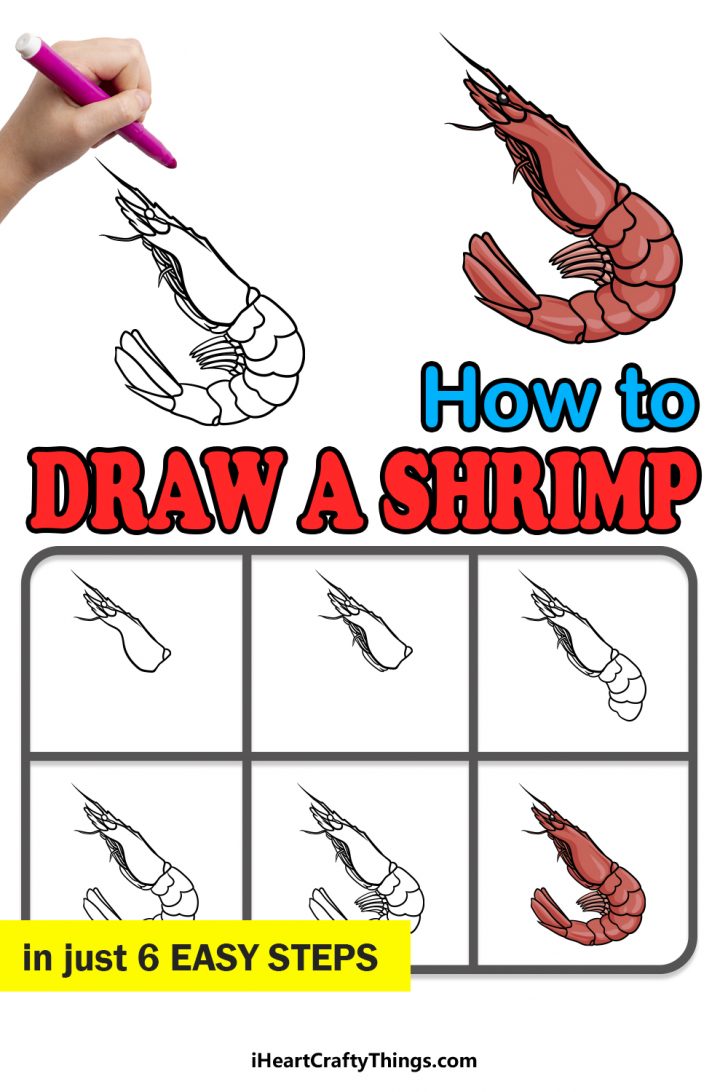 Shrimp Drawing - How To Draw A Shrimp Step By Step