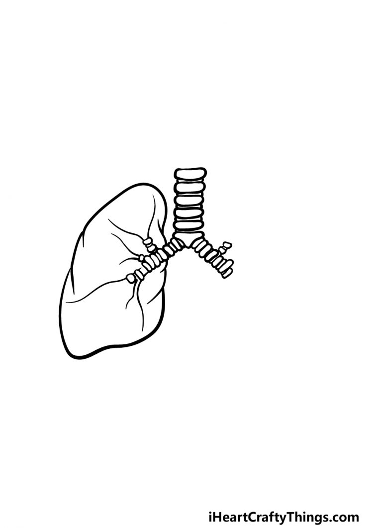 Lungs Drawing - How To Draw Lungs Step By Step