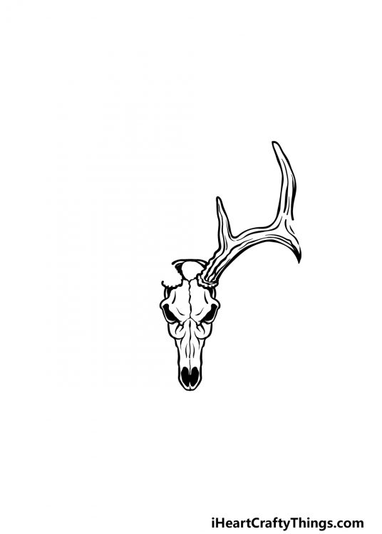 Deer Skull Drawing - How To Draw A Deer Skull Step By Step