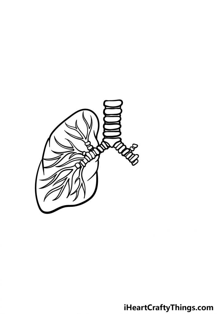 Lungs Drawing - How To Draw Lungs Step By Step