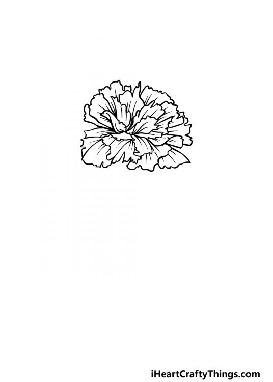 Carnation Drawing - How To Draw A Carnation Step By Step