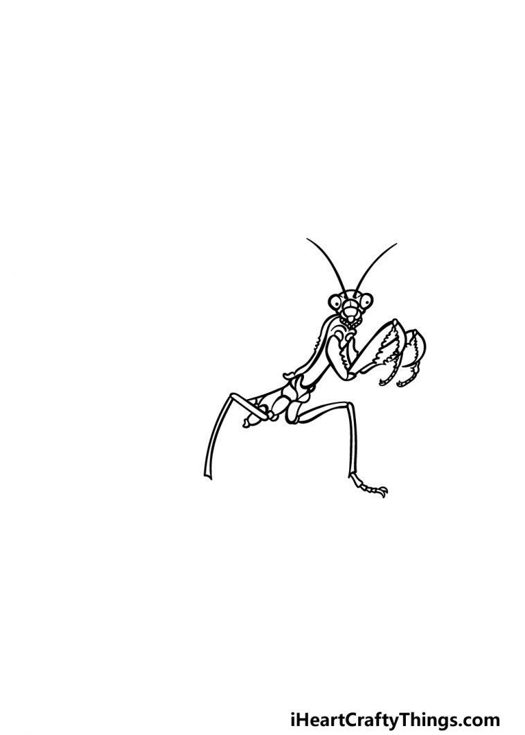 Insect Drawing - How To Draw An Insect Step By Step