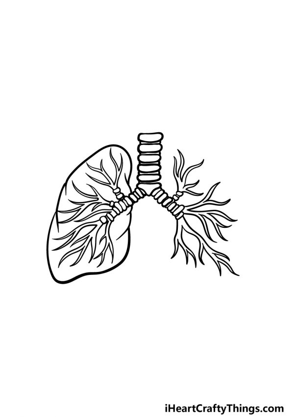 Lungs Drawing - How To Draw Lungs Step By Step