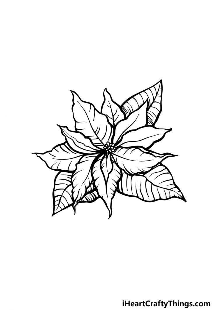 Poinsettia Drawing - How To Draw A Poinsettia Step By Step