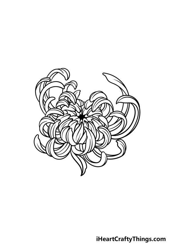 Chrysanthemum Drawing - How To Draw A Chrysanthemum Step By Step