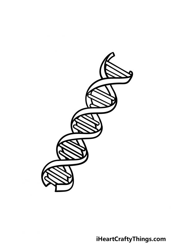 DNA Drawing - How To Draw DNA Step By Step