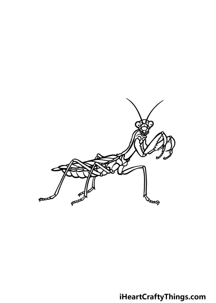 Insect Drawing - How To Draw An Insect Step By Step