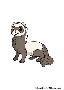 Ferret Drawing - How To Draw A Ferret Step By Step