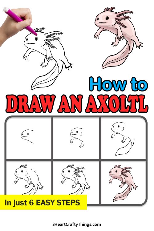 Axolotl Drawing - How To Draw An Axolotl Step By Step