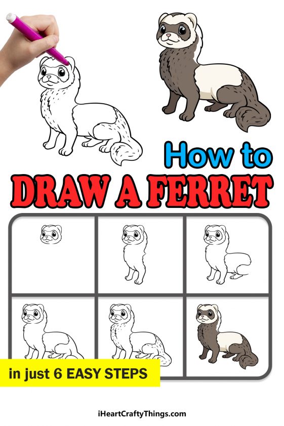 Ferret Drawing - How To Draw A Ferret Step By Step