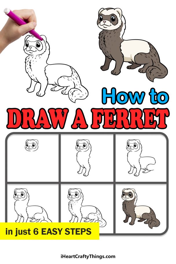 Ferret Drawing - How To Draw A Ferret Step By Step