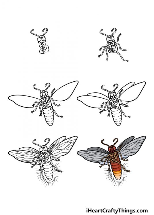 Firefly Drawing - How To Draw A Firefly Step By Step