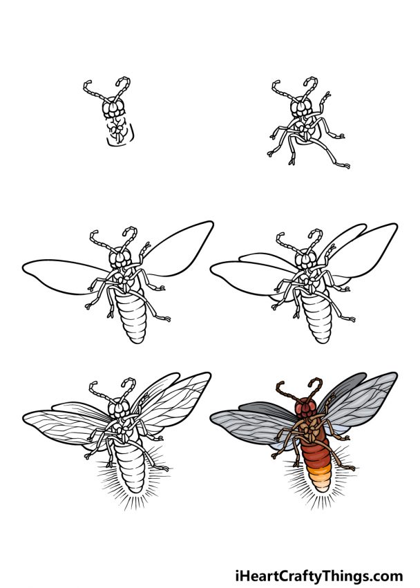 Firefly Drawing - How To Draw A Firefly Step By Step