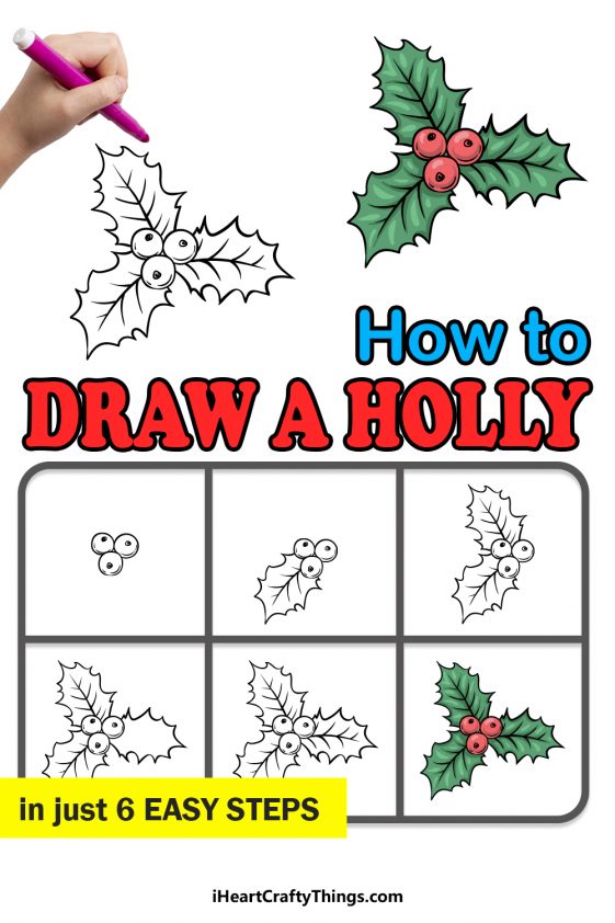 Holly Drawing - How To Draw A Holly Step By Step