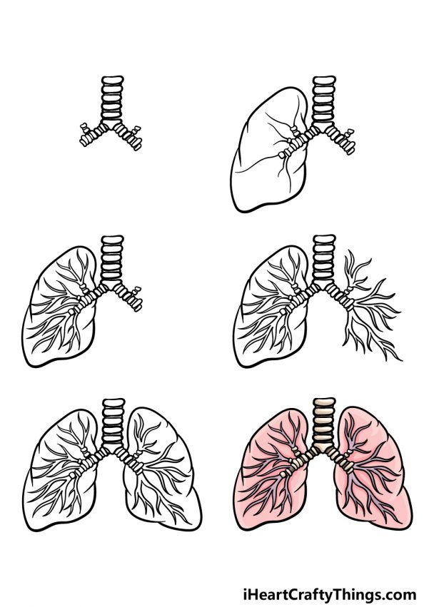 Lungs Drawing - How To Draw Lungs Step By Step