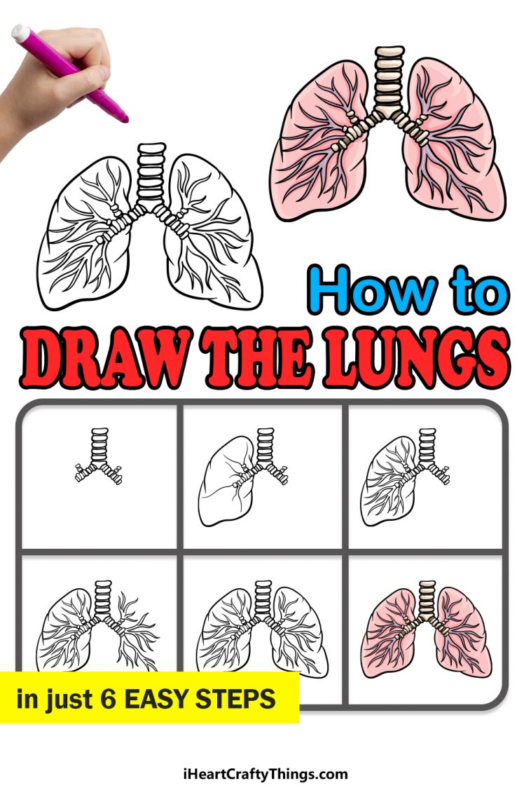 Lungs Drawing - How To Draw Lungs Step By Step
