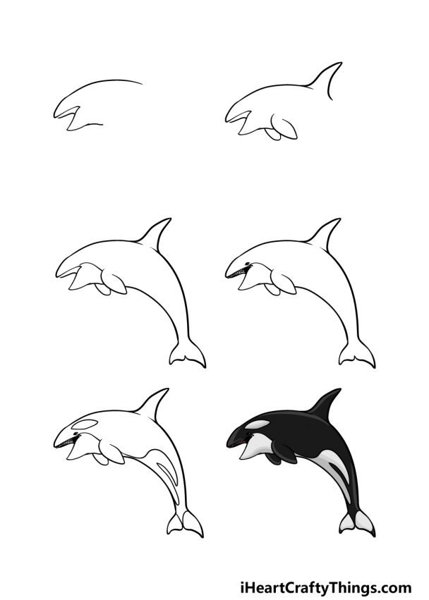 Orca Drawing - How To Draw An Orca Step By Step