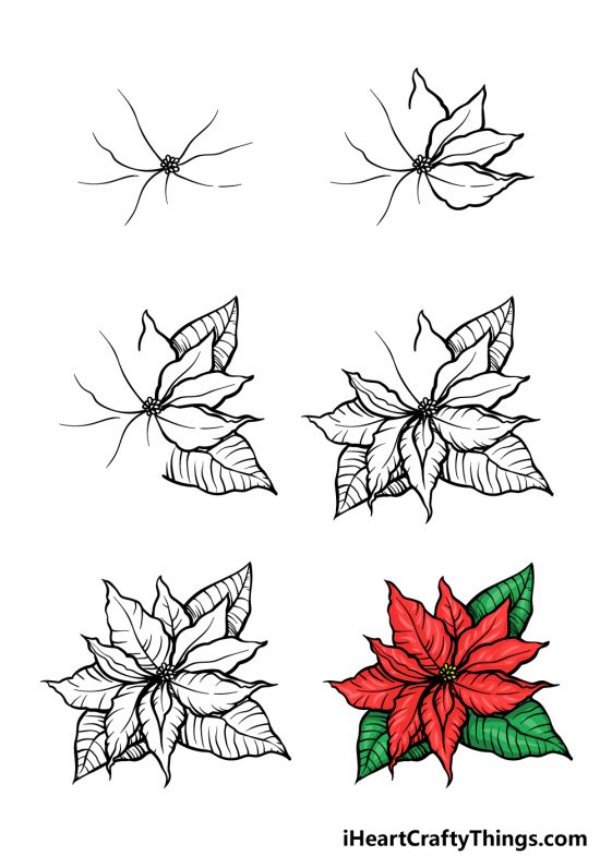 Poinsettia Drawing - How To Draw A Poinsettia Step By Step