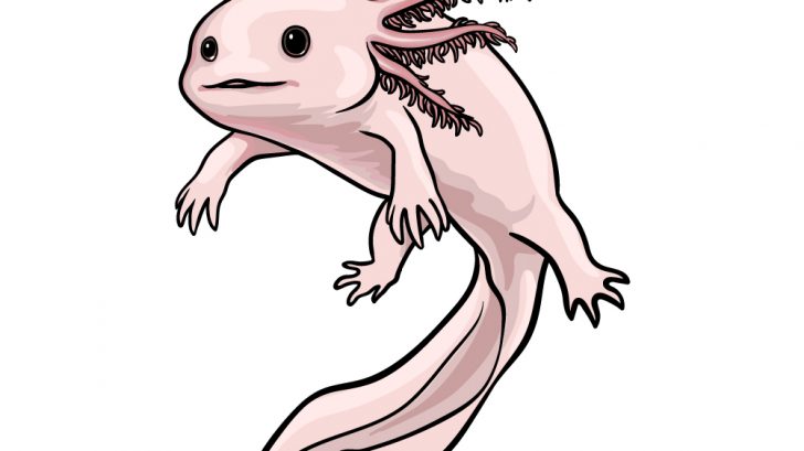 Cap Drawing - How To Draw A Cap Step By Step