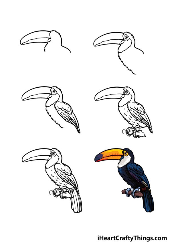 Toucan Drawing - How To Draw A Toucan Step By Step
