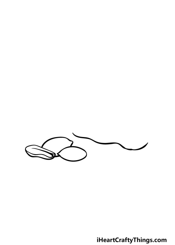 Peanut Drawing - How To Draw A Peanut Step By Step
