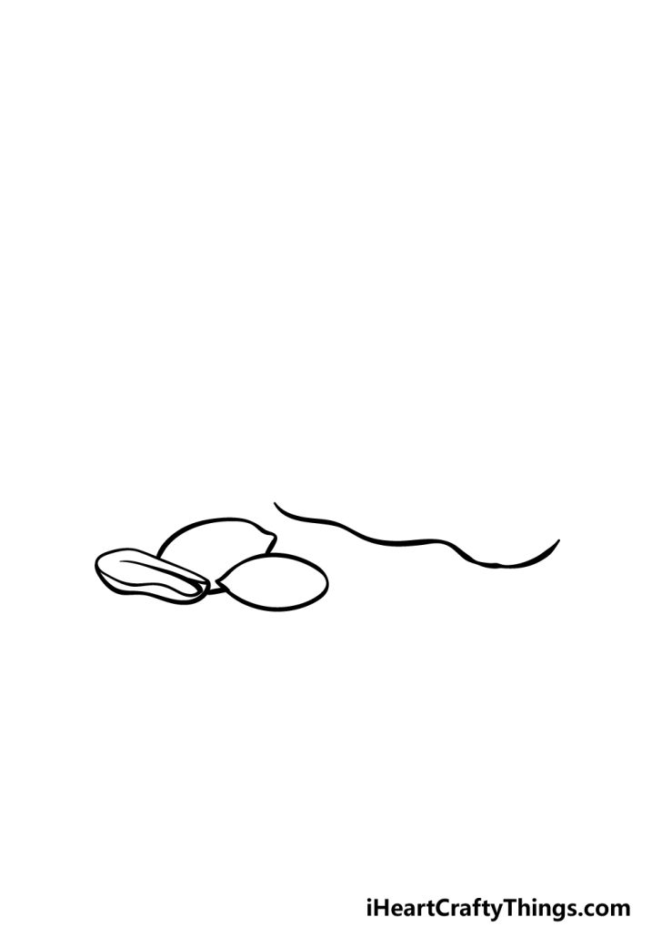 Peanut Drawing - How To Draw A Peanut Step By Step