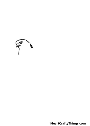 Falcon Drawing - How To Draw A Falcon Step By Step