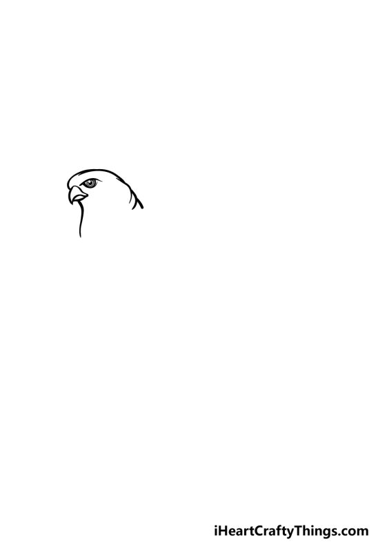 Falcon Drawing - How To Draw A Falcon Step By Step