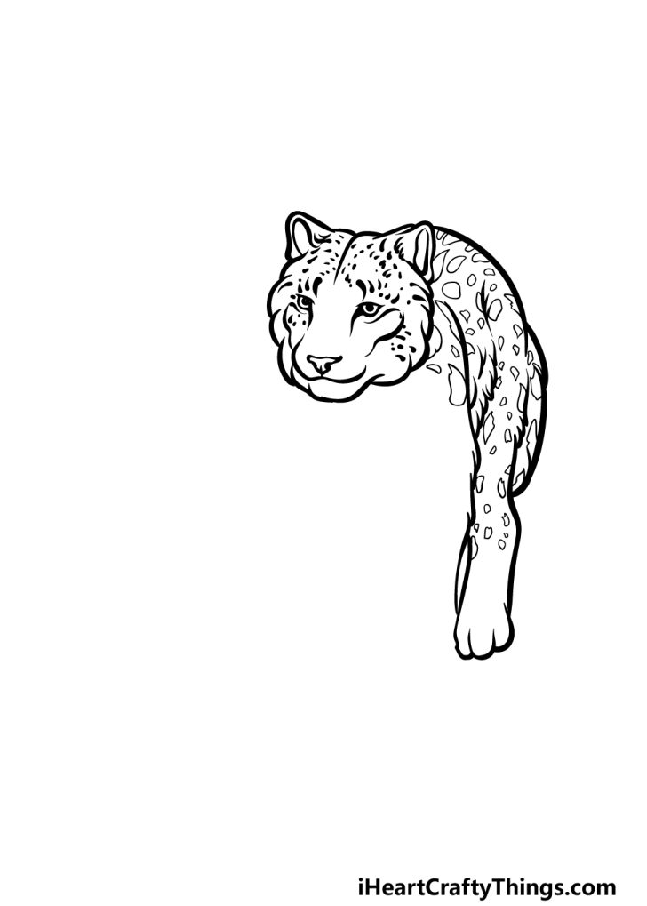 Snow Leopard Drawing - How To Draw A Snow Leopard Step By Step