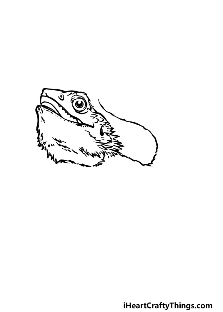 Bearded Dragon Drawing - How To Draw A Bearded Dragon Step By Step