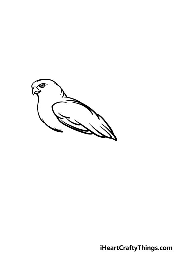 Falcon Drawing - How To Draw A Falcon Step By Step