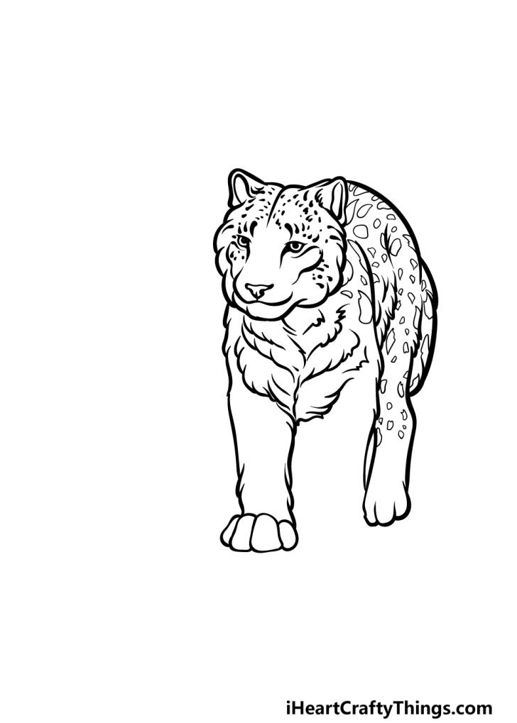 Snow Leopard Drawing - How To Draw A Snow Leopard Step By Step
