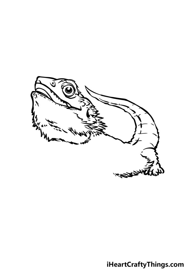 Bearded Dragon Drawing - How To Draw A Bearded Dragon Step By Step
