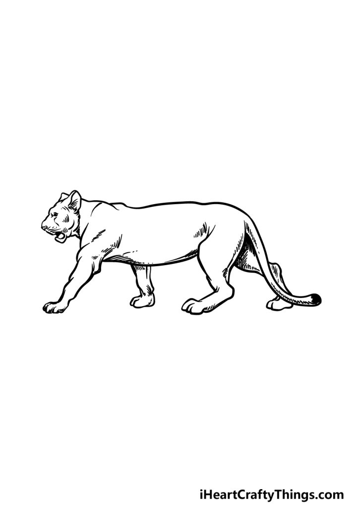 Lioness Drawing - How To Draw A Lioness Step By Step