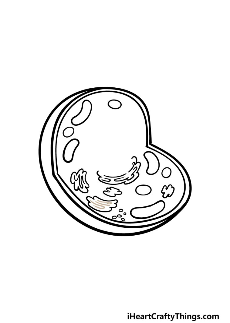 Animal Cell Drawing - How To Draw An Animal Cell Step By Step