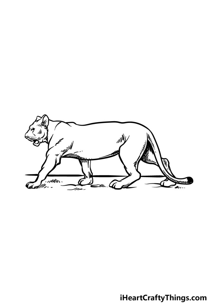Lioness Drawing - How To Draw A Lioness Step By Step