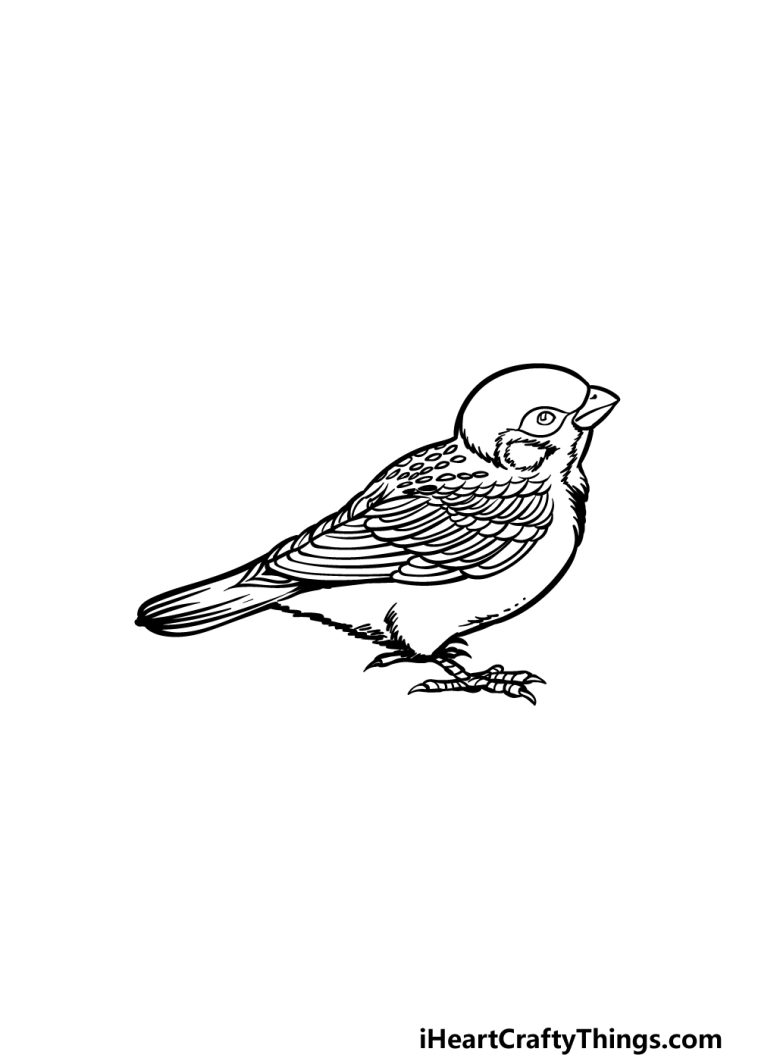 Sparrow Drawing - How To Draw A Sparrow Step By Step