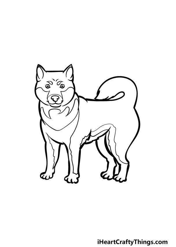Shiba Inu Drawing - How To Draw A Shiba Inu Step By Step