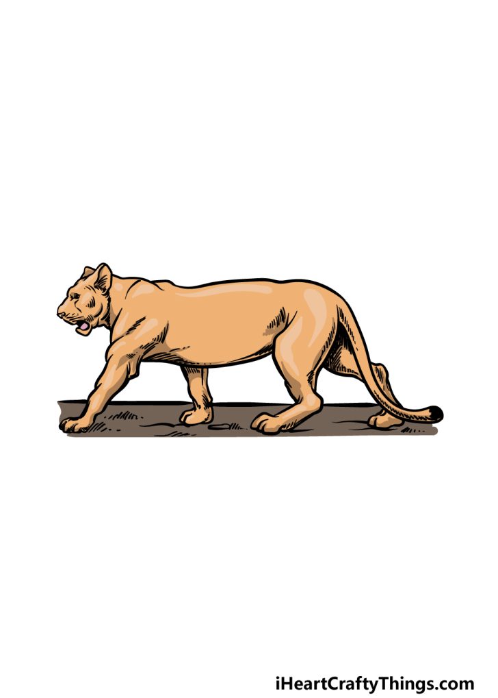 Lioness Drawing - How To Draw A Lioness Step By Step