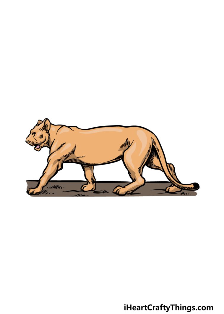 Lioness Drawing - How To Draw A Lioness Step By Step
