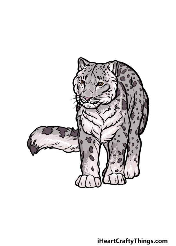 Snow Leopard Drawing - How To Draw A Snow Leopard Step By Step