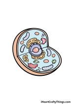 Animal Cell Drawing - How To Draw An Animal Cell Step By Step