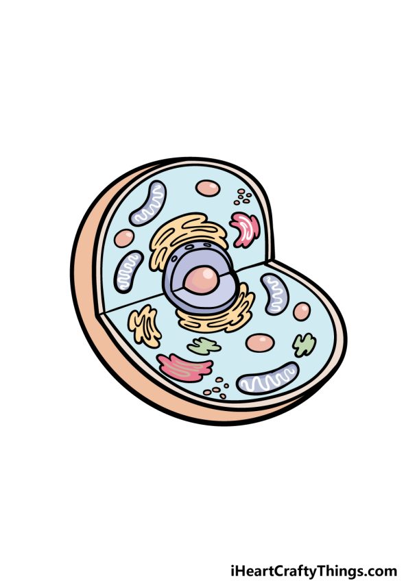 Animal Cell Drawing - How To Draw An Animal Cell Step By Step
