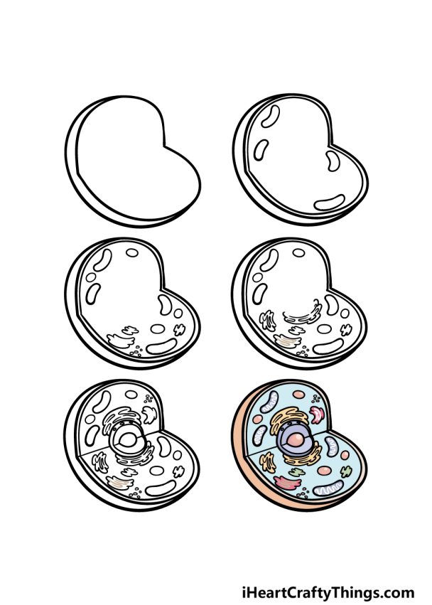 Animal Cell Drawing - How To Draw An Animal Cell Step By Step