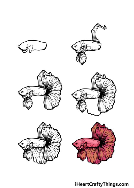 Betta Fish Drawing - How To Draw A Betta Fish Step By Step