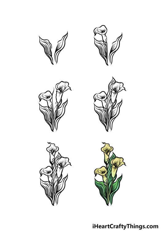 Calla Lily Drawing - How To Draw A Calla Lily Step By Step