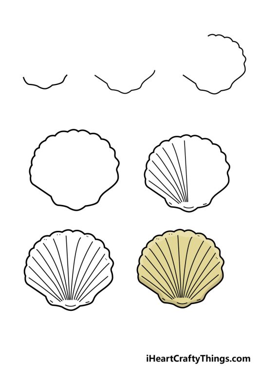 Shell Drawing - How To Draw A Shell Step By Step