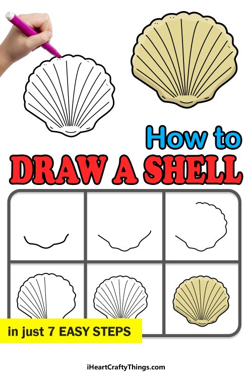 Shell Drawing - How To Draw A Shell Step By Step