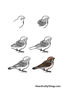 Sparrow Drawing - How To Draw A Sparrow Step By Step