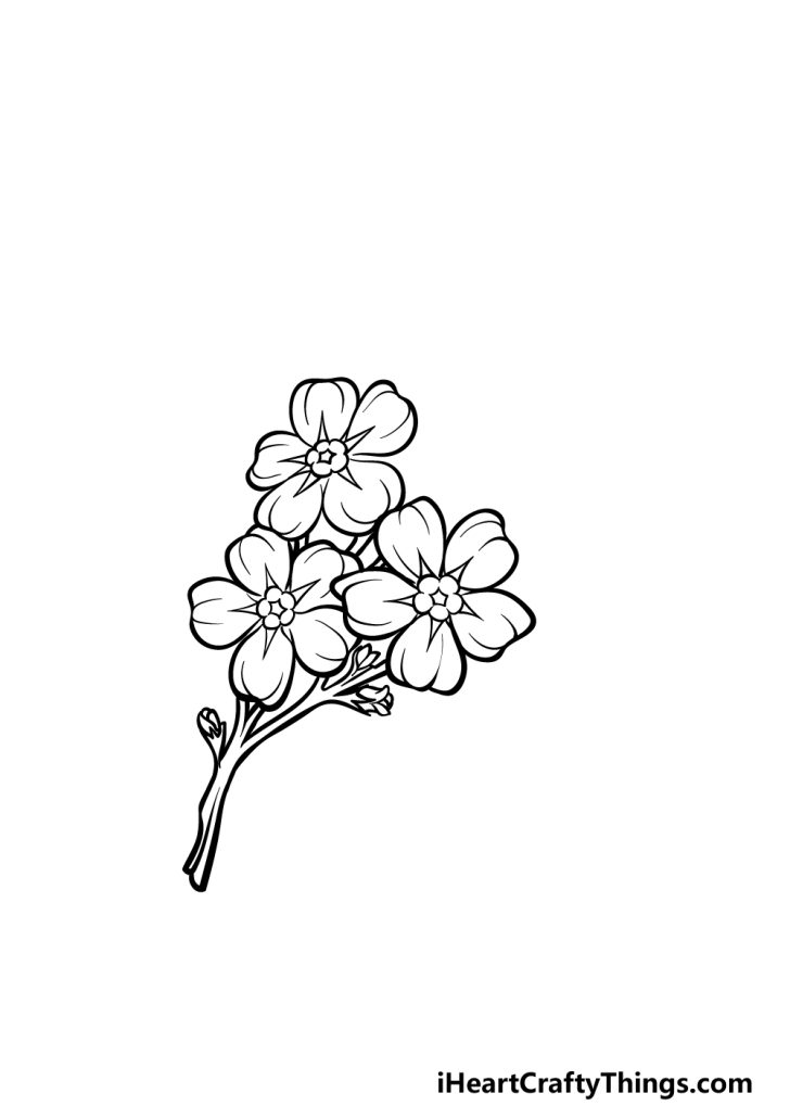 Forget Me Not Drawing - How To Draw A Forget Me Not Step By Step